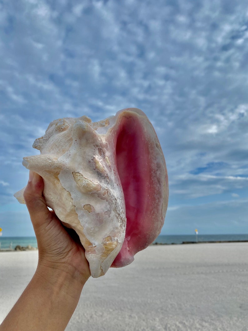 Large GIANT SEA SHELL Conch Decorative Display Raw Music - Etsy
