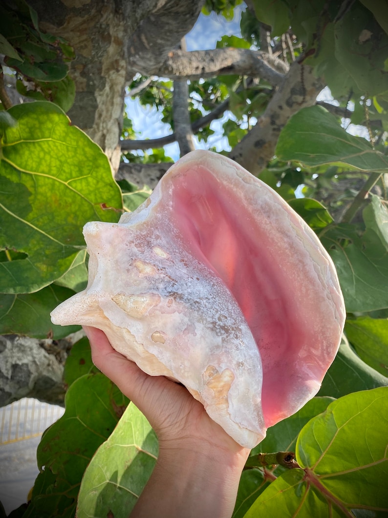 Large GIANT SEA SHELL Conch Decorative Display Raw Music | Etsy