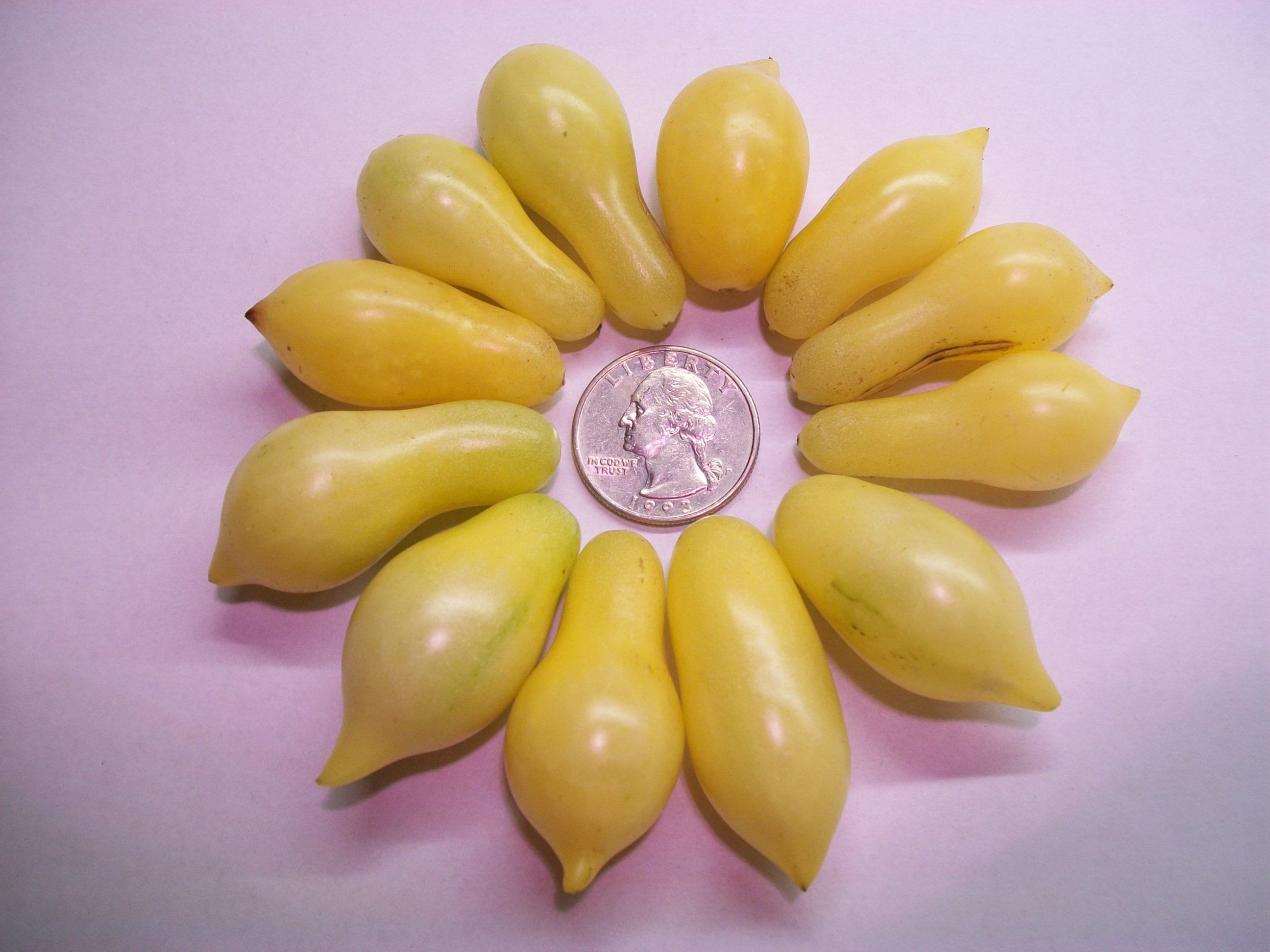 Cherry Tomato- BARRY'S CRAZY CHERRY- Insane Production- 75 Day ...