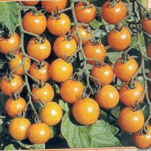 Cherry Tomato ISIS CANDY Bicolor Cherry Heirloom Indeterminate 25 Seeds ...