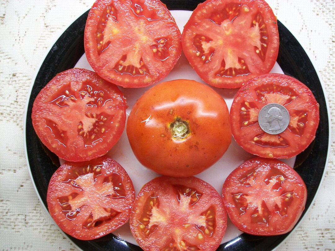Heirloom Tomato- WISCONSIN 55- 75 to 80 Day RED Indeterminate- 25 Seeds ...
