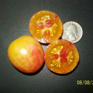 Cherry Tomato ISIS CANDY Bicolor Cherry Heirloom Indeterminate 25 Seeds ...