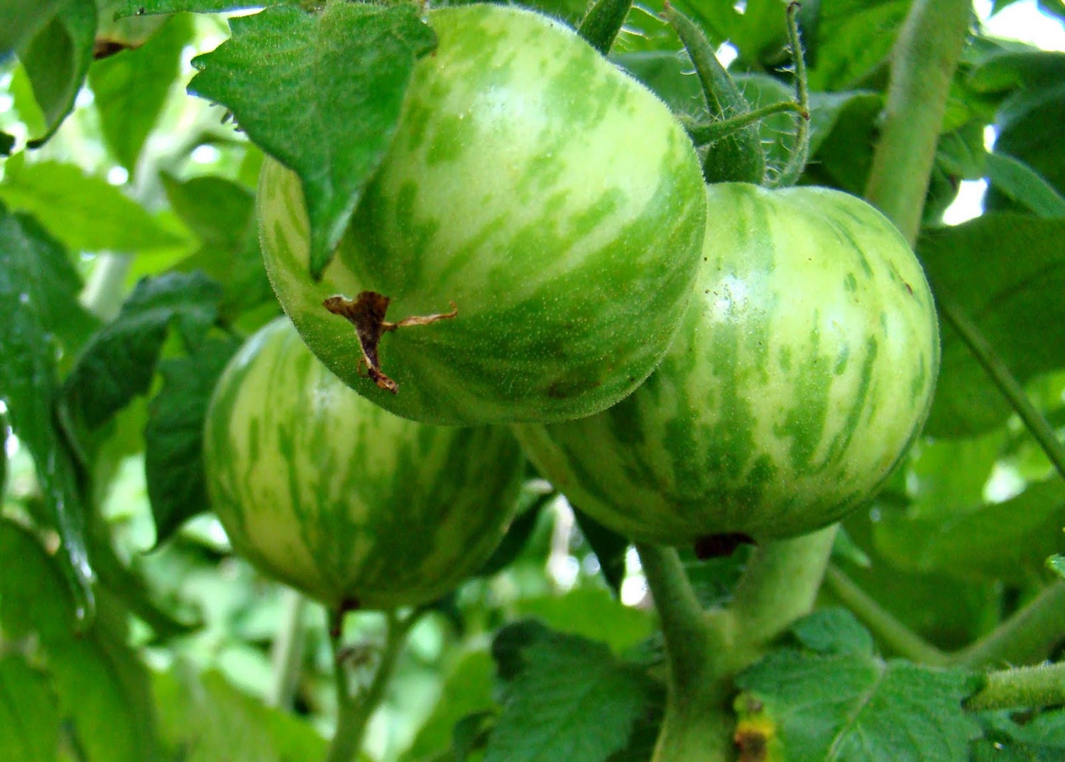 Heirloom Tomato- GREEN ZEBRA - 85 Day- Green and Yellow Striped ...