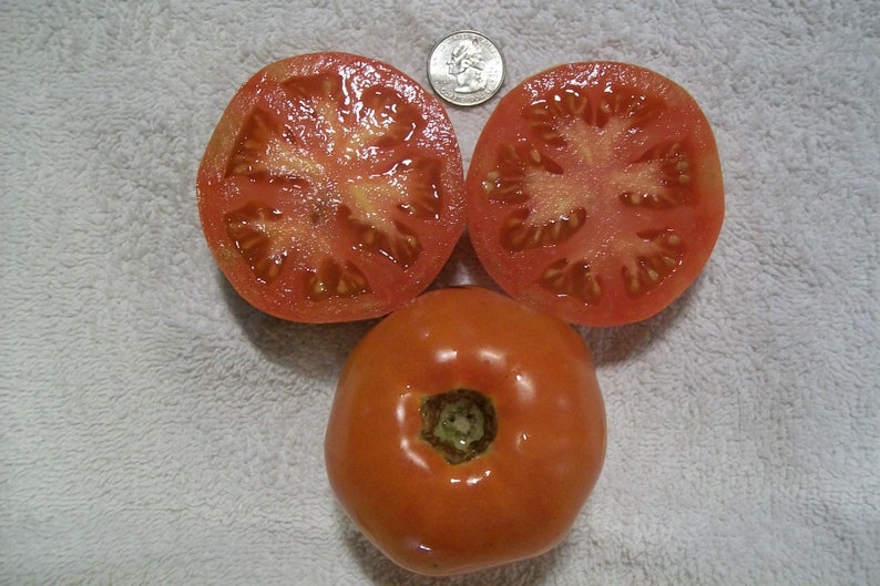 Heirloom Tomato- DRUZBA- 85 Day Pink Indeterminate- 25 Seeds per Pack ...