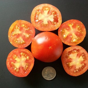 Heirloom Tomato- Early Cascade- 52 Day- INDETERMINATE- 25 Seeds - Etsy
