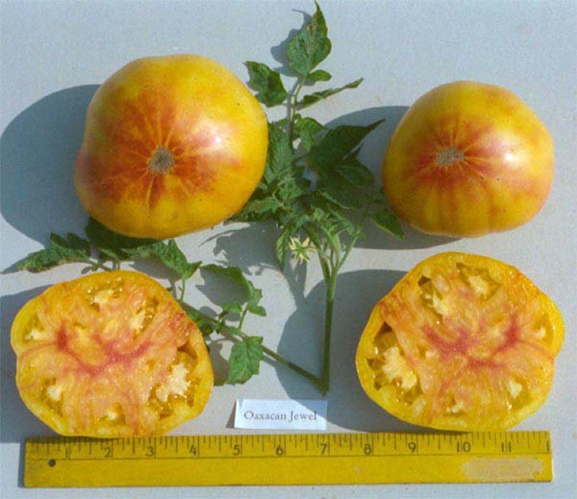 Heirloom Tomato- OAXACAN JEWEL - 85 Day Orange and Red Bicolor ...