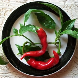 Hot Pepper GOAT HORN 75 Day 13,000 Scovilles Moderate Heat 25 Seeds - Etsy