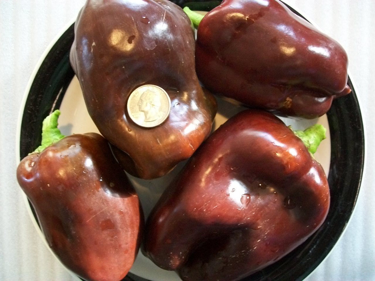 Sweet Pepper CHOCOLATE BELL 85 Days to Harvest 25 Seeds - Etsy