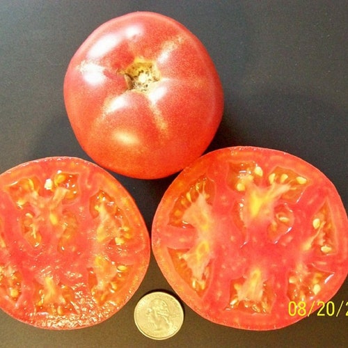 Heirloom Tomato Eva Purple Ball 70 Day Purple Indeterminate - Etsy