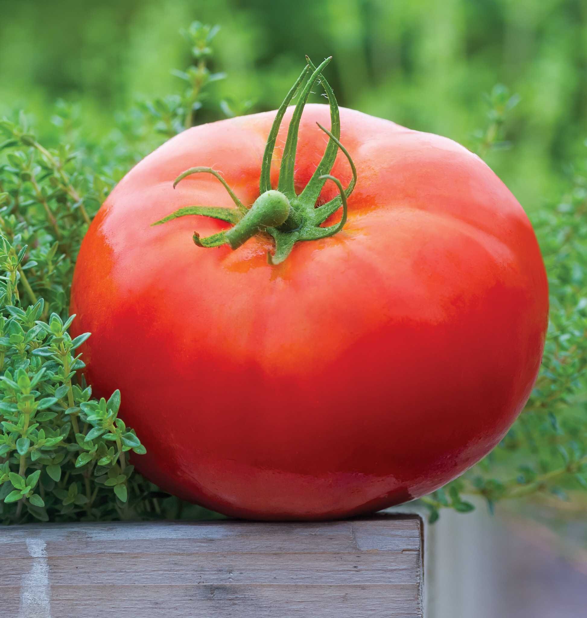 Heirloom Tomato- DRUZBA- 85 Day Pink Indeterminate- 25 Seeds per Pack ...