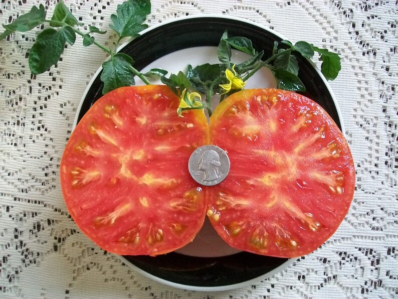 Heirloom Tomato SOLDACKI 75 Day PINK Indeterminate 25 Seeds | Etsy