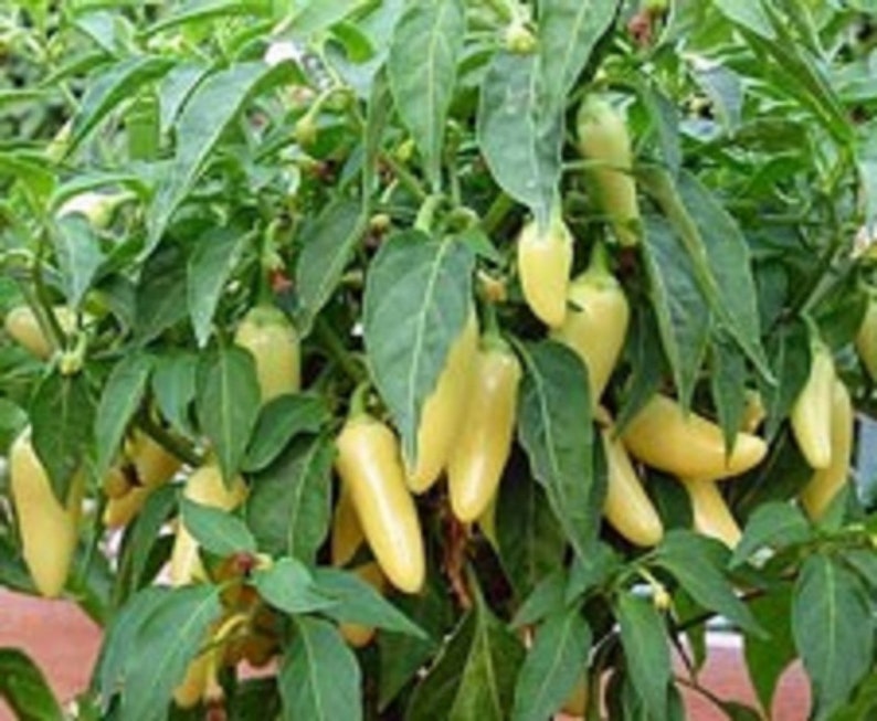 Hot Pepper- CASCABELLA- 75 Day- 1500 to 4000 SHU- Mildly Hot- 25 Seeds ...