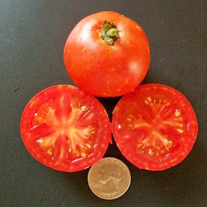 Heirloom Tomato- Early Cascade- 52 Day- INDETERMINATE- 25 Seeds - Etsy