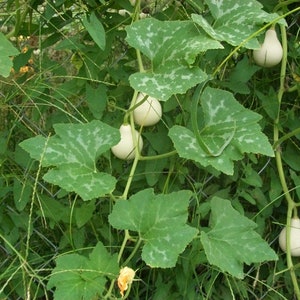 Gourd- SMALL WHITE PEAR- 3 to 4 Inches Tall- 90 Days to Harvest- 18 ...