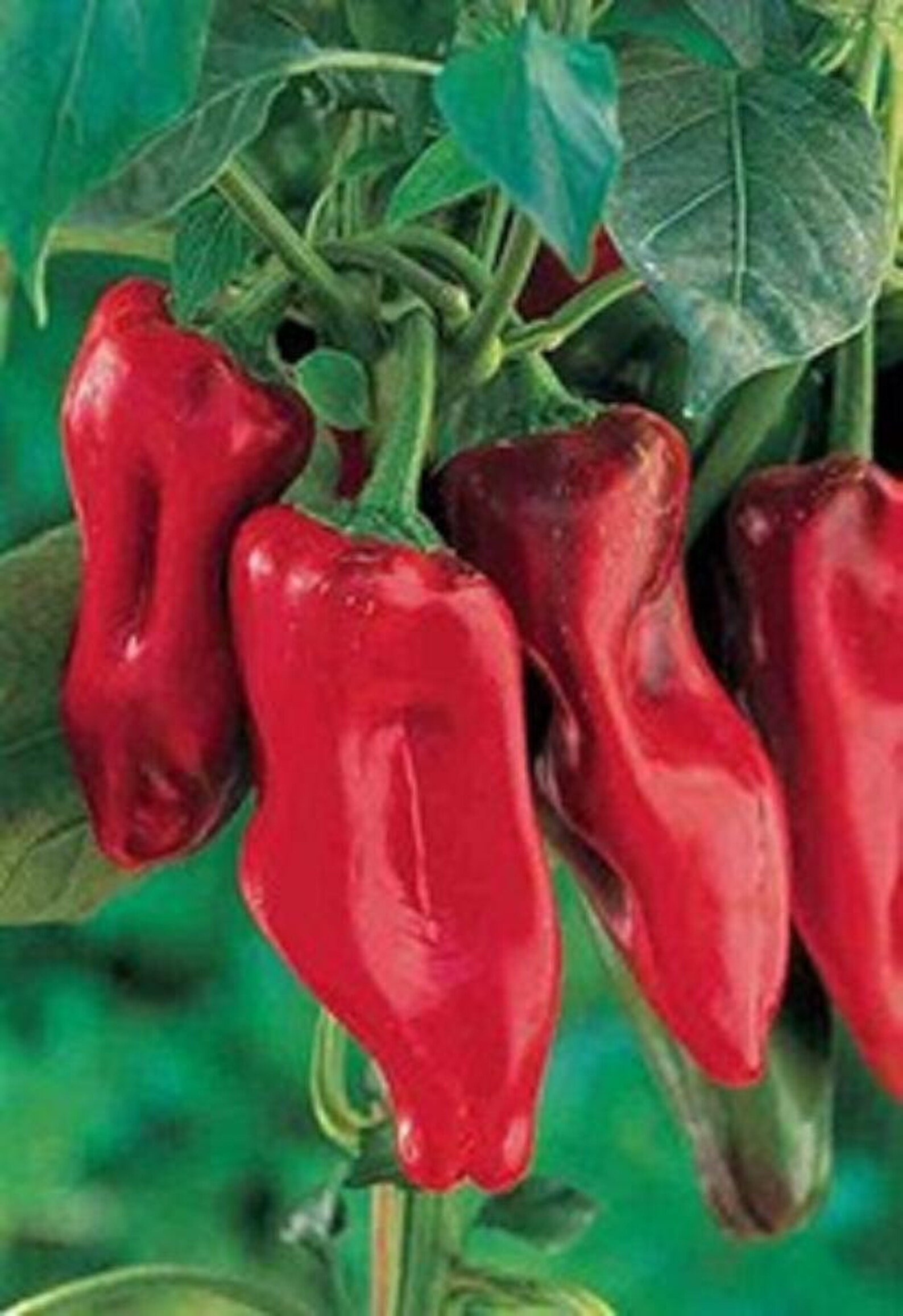 Sweet Pepper Marconi Red 78 Days to Harvest 25 Seeds - Etsy