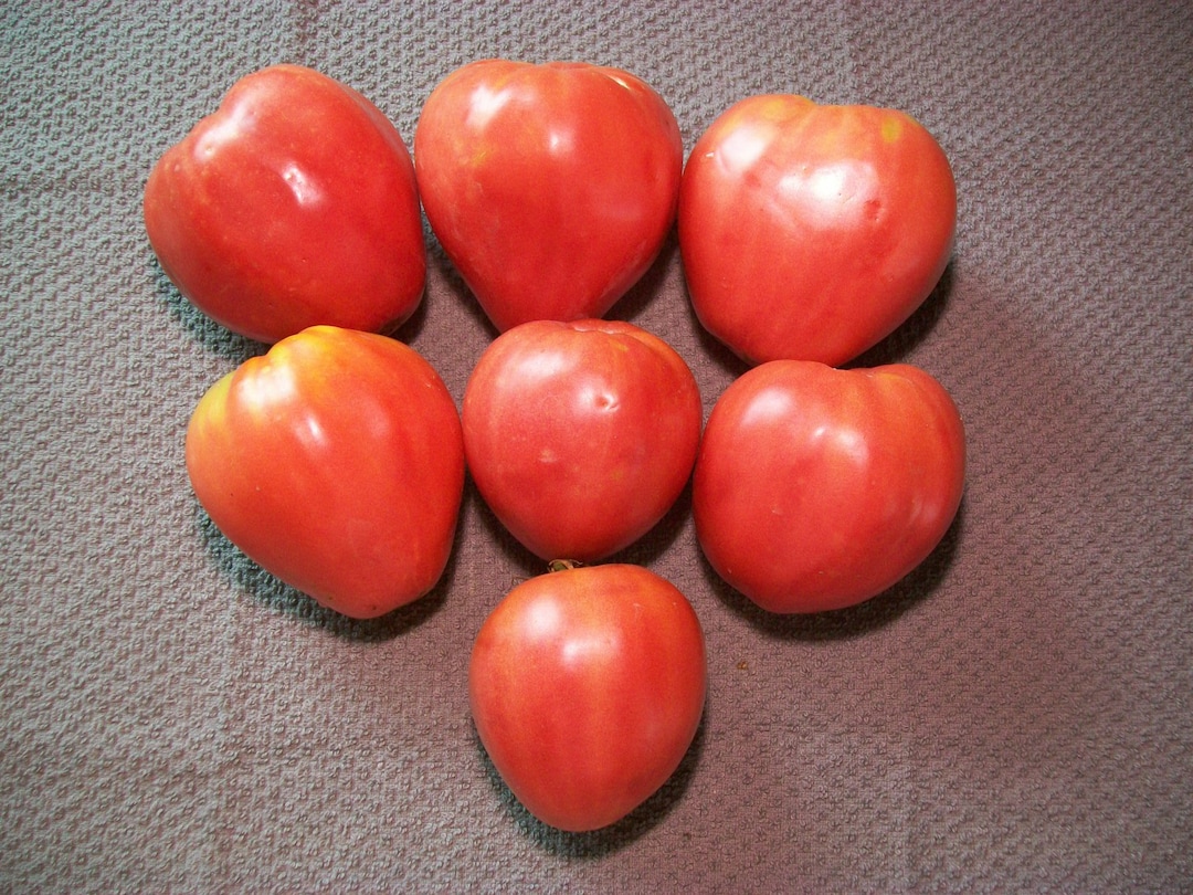 Heirloom Tomato- GERMAN RED STRAWBERRY- 80 Day Huge Red Indeterminate ...