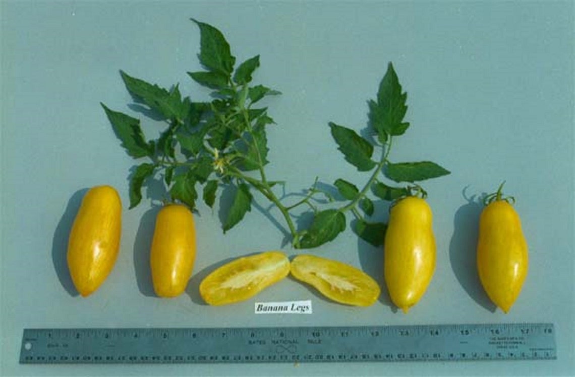 Paste Tomato- BANANA LEGS- 75 Day YELLOW Determinate- 25 Seeds per Pack ...