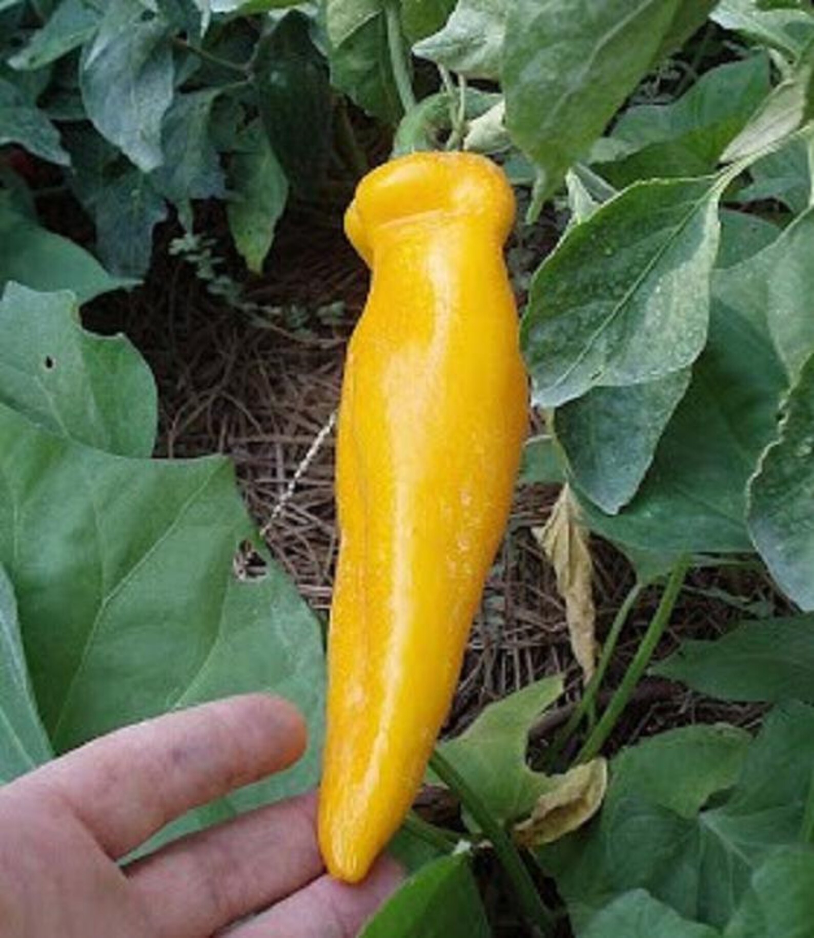 Sweet Pepper Marconi Golden Yellow 75 Days to Harvest 25 | Etsy
