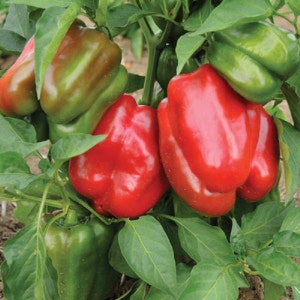 Sweet Pepper- Keystone Resistant- Green to Red- 25 Seeds - Etsy