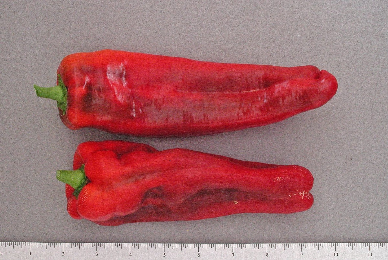 Sweet Pepper Marconi Red 78 days to harvest 25 seeds | Etsy