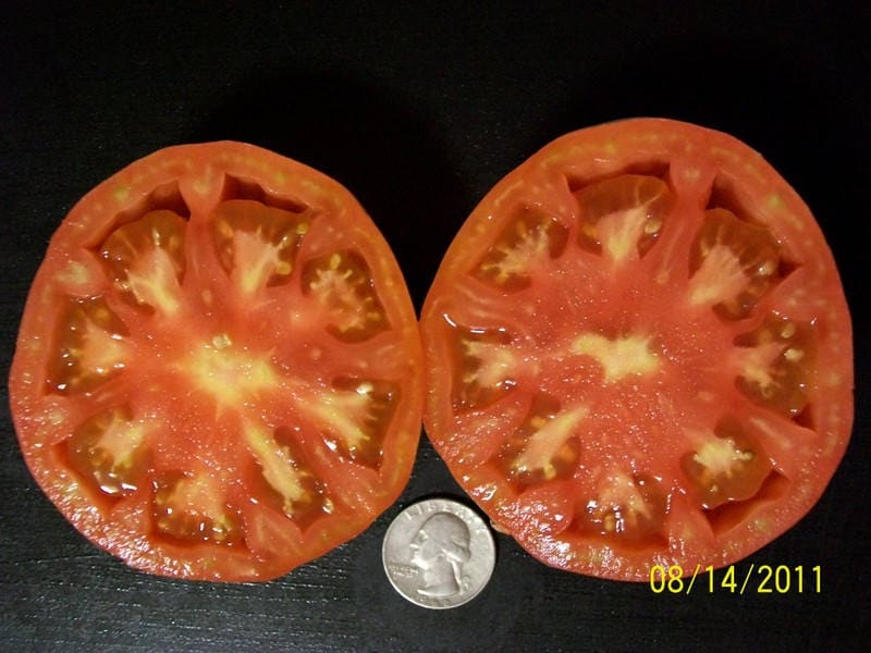 Heirloom Tomato PURPLE PERFECT 75 to 85 day PURPLE | Etsy