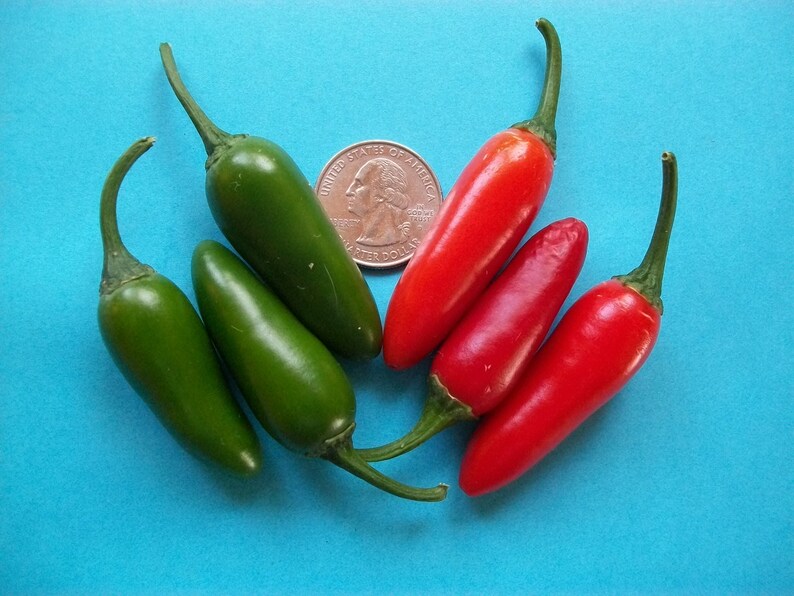 Hot Pepper Serrano 80 day 15000 scovilles medium to hot | Etsy