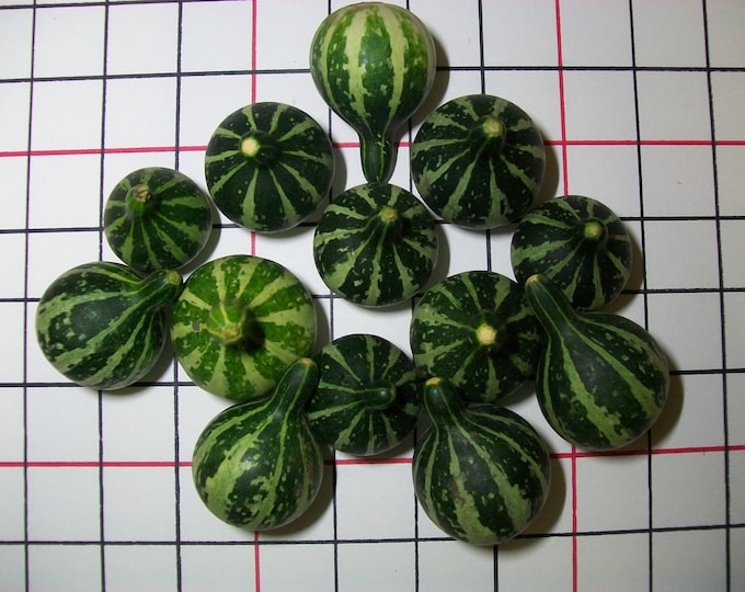 Tennessee Spinner Gourd Seeds - Etsy