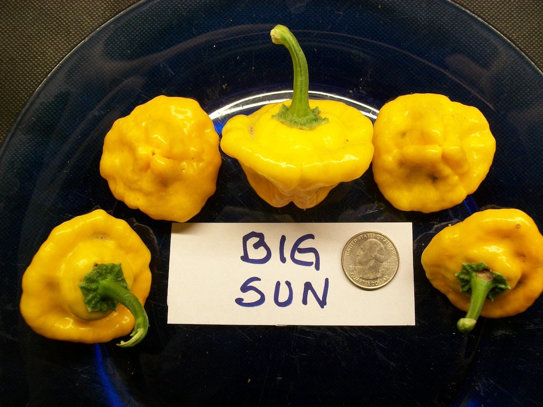 Hot Pepper- Habanero BIG SUN- 300,000 SHU- Extremely Hot- 25 Seeds - Etsy