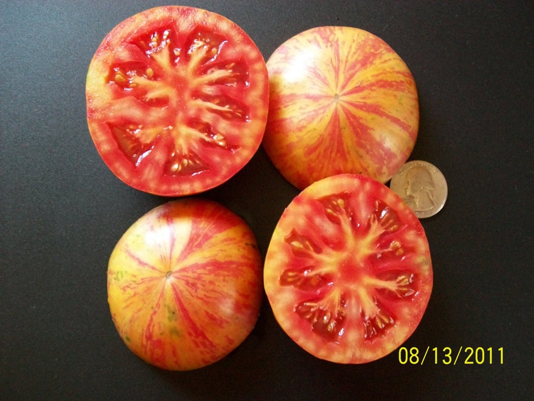 Heirloom Tomato- Vintage Wine- 85 Day STRIPED Indeterminate- 25seeds - Etsy