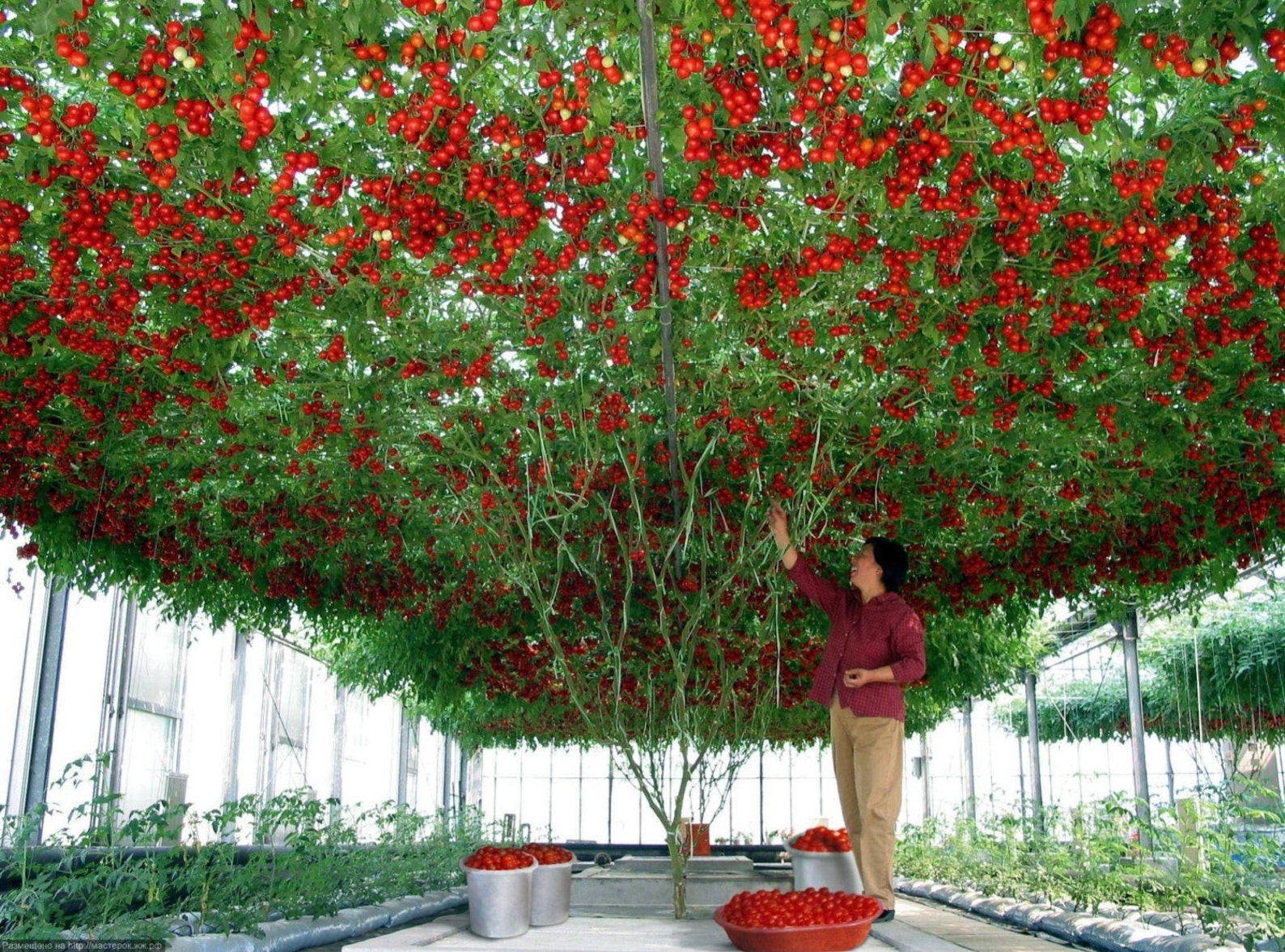 Heirloom Tomato Trip-l-crop Italian Tree Tomato 90 Day - Etsy