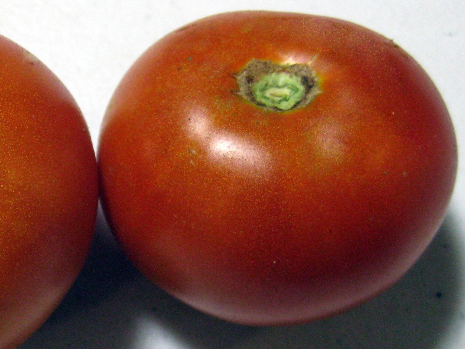 Heirloom Tomato MOUNTAIN PRINCESS 45 to 68 Day red - Etsy