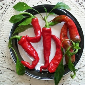 Hot Pepper GOAT HORN 75 Day 13,000 Scovilles Moderate Heat 25 Seeds - Etsy