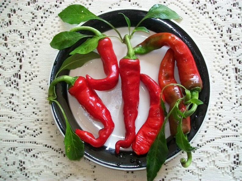 Hot Pepper GOAT HORN 75 Day 13000 Scovilles Moderate - Etsy