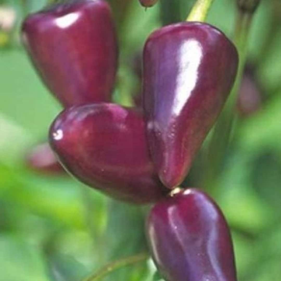 Hot Pepper- Purple Jalapeno- 75 Day- 8000 Shu- Medium Heat- 25 Seeds ...