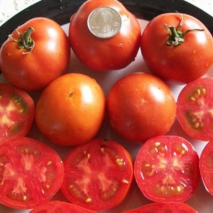 Heirloom Tomato- MOUNTAIN PRINCESS- 45 to 68 Day -red -determinate - 25 ...
