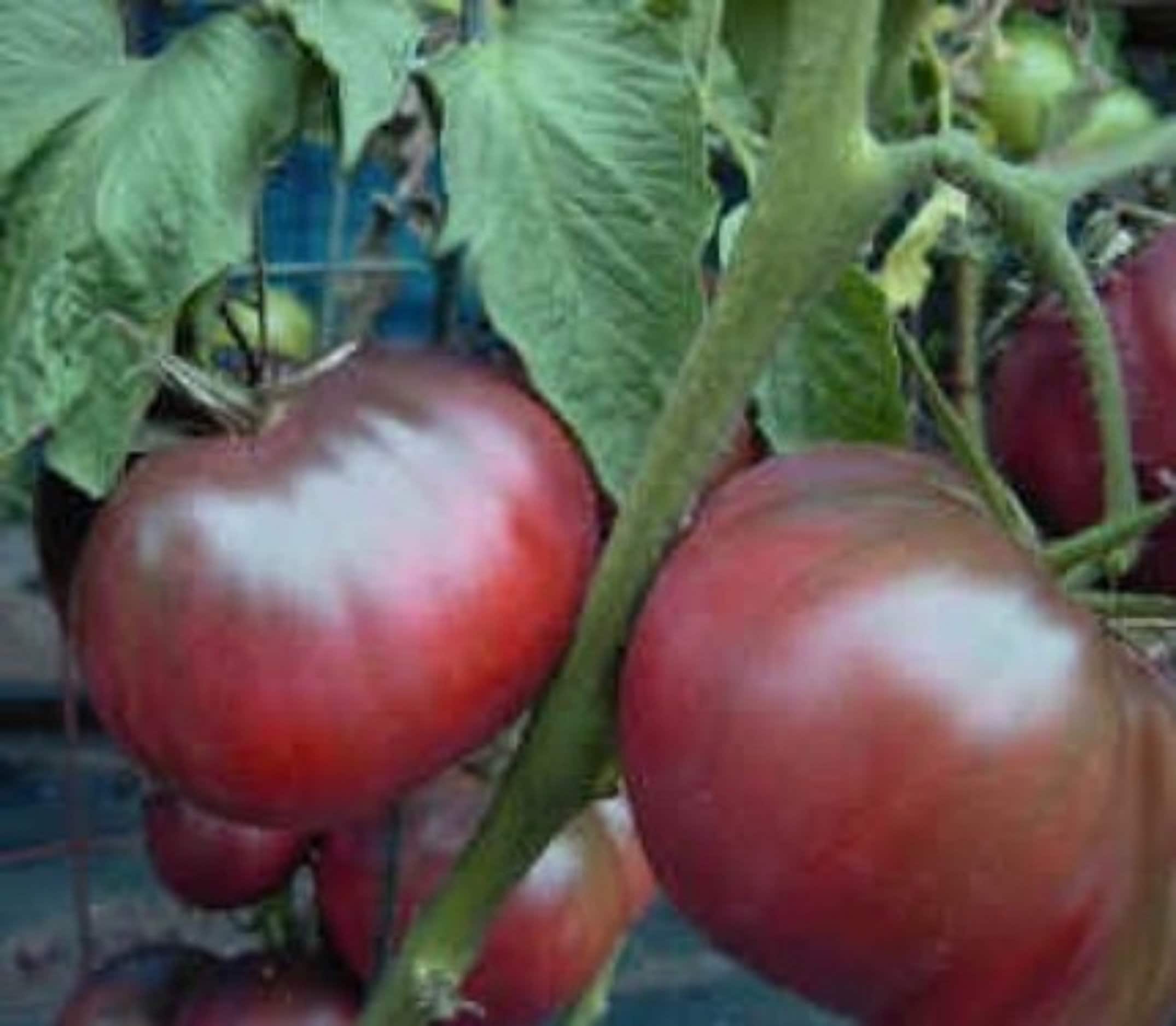 Heirloom Tomato- Black Seaman- 75 Day- Black (dark Red) Determinate- 25 ...