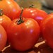 Heirloom Tomato MOUNTAIN PRINCESS 45 to 68 Day red determinate 25 Seeds ...