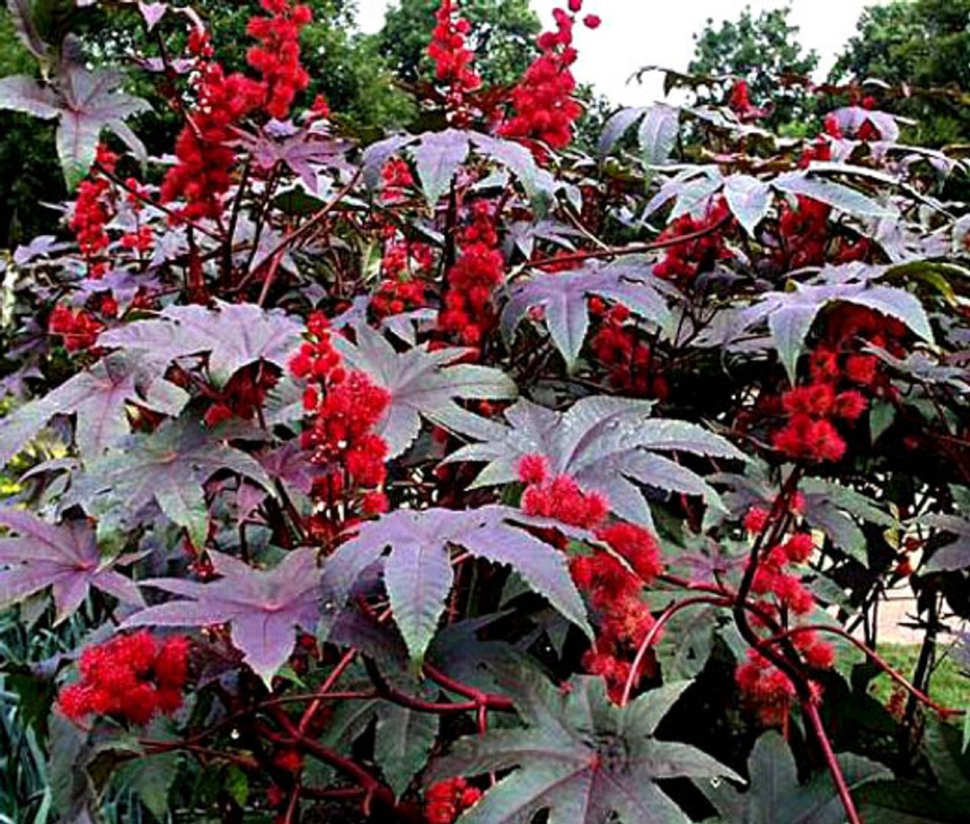 Castor Bean Ricinus CARMENCITA RED 6 Ft. Tall Purple Foliage 18 Seeds ...