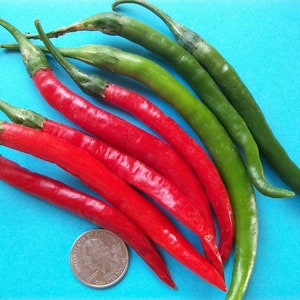 Hot Pepper GOAT HORN 75 Day 13,000 Scovilles Moderate Heat 25 Seeds - Etsy