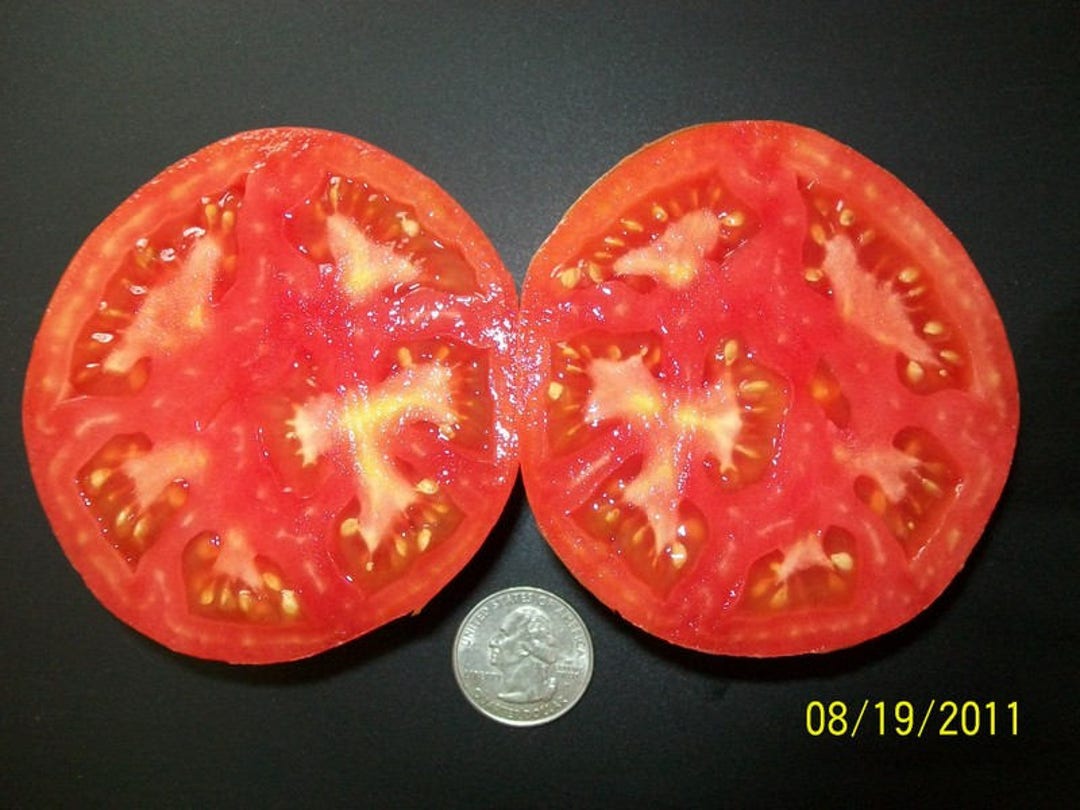 Heirloom Tomato- PERON SPRAYLESS- 68 Day RED Determinate 25 Seeds per ...