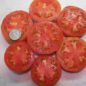 Heirloom Tomato- PERON SPRAYLESS- 68 Day RED Determinate 25 Seeds per ...