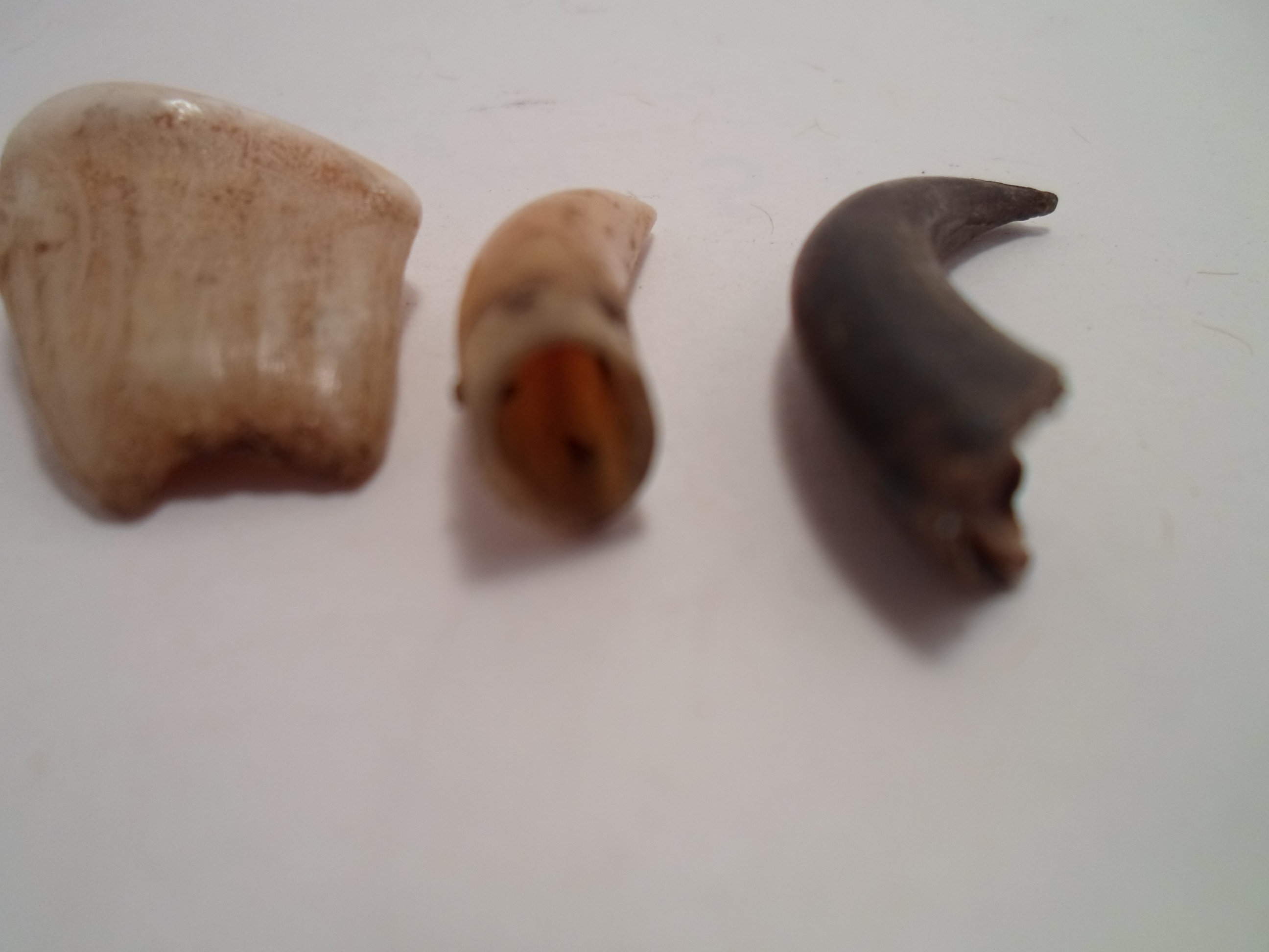 Vintage Taxidermy Animal Claw Tooth Teeth Interesting Estate find ...