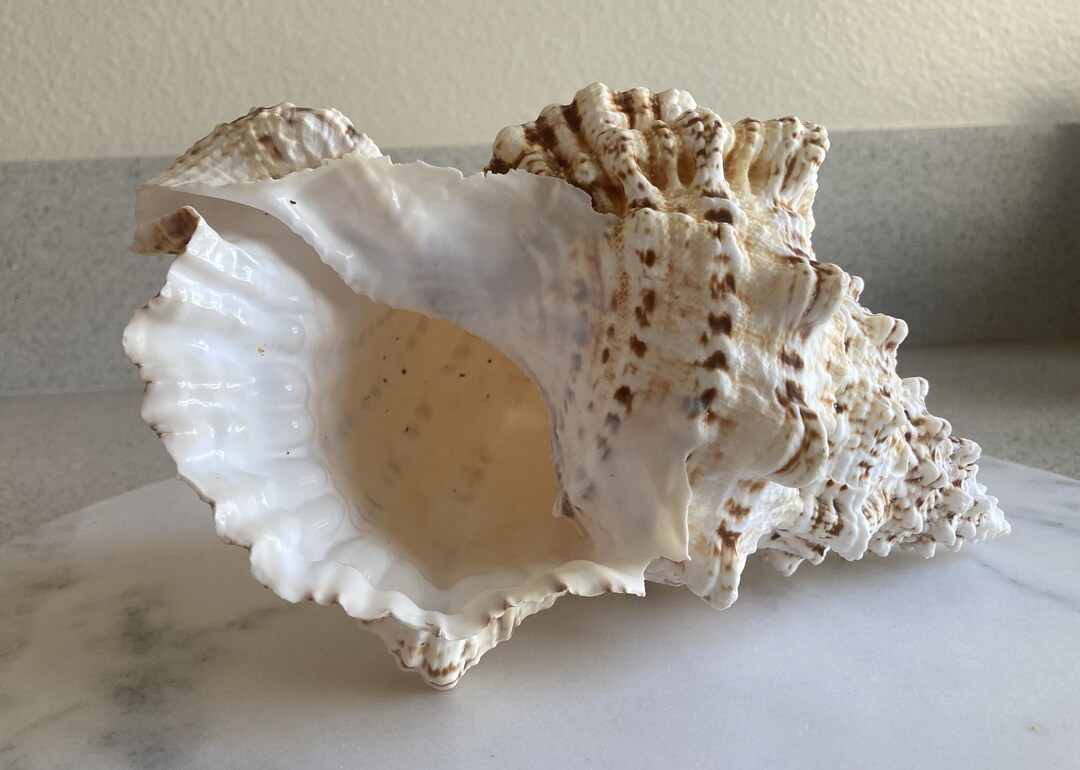Giant Frog Seashell 8" - F1 - Etsy
