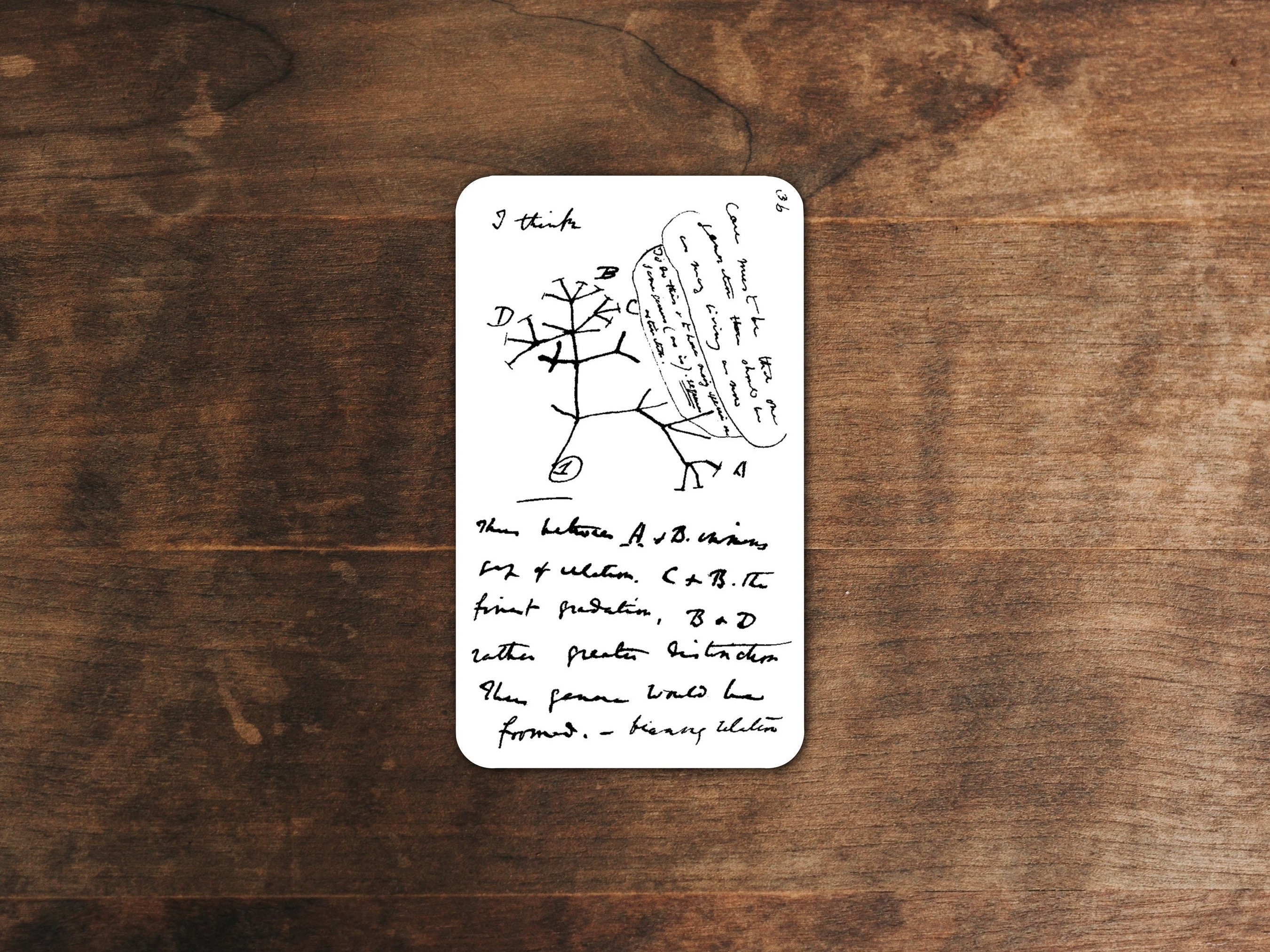 Darwins Tree of Life Sticker Science Sticker Philosophy - Etsy