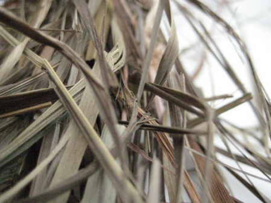 Sweetgrass-hierochloe Odorata-manna Grass-mary’s Grass-vanilla Grass ...