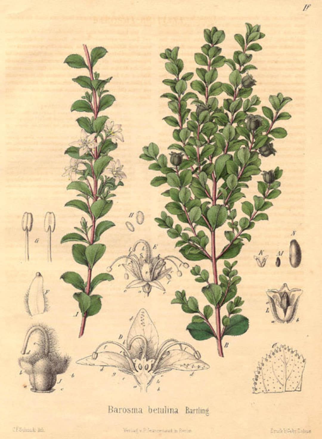 Buchu Leaf Essential Oil-Agothosma betulina 100% Pure 5ml - Etsy Nederland