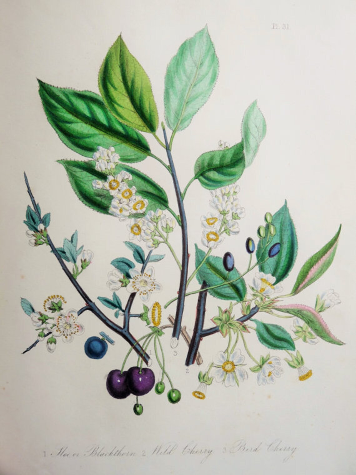 Sloe Berries Prunus Spinosa - Etsy UK