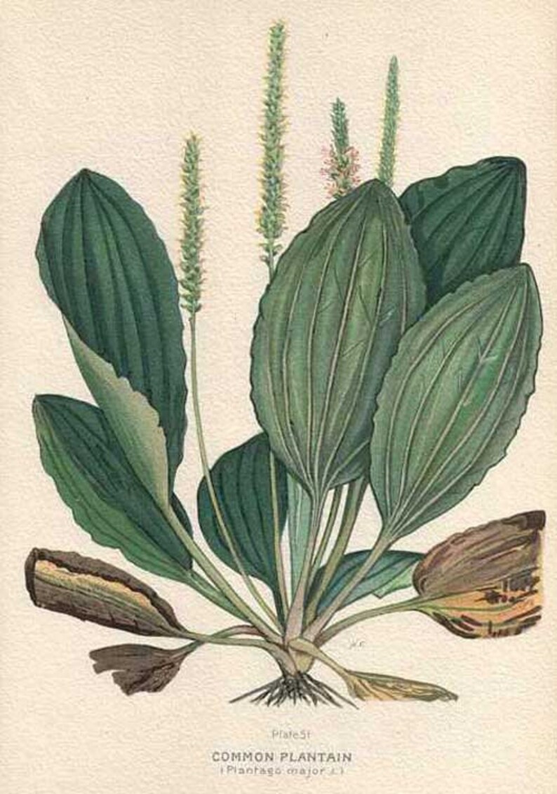 Plantain Leaf powder Plantago Major 100 Grams - Etsy