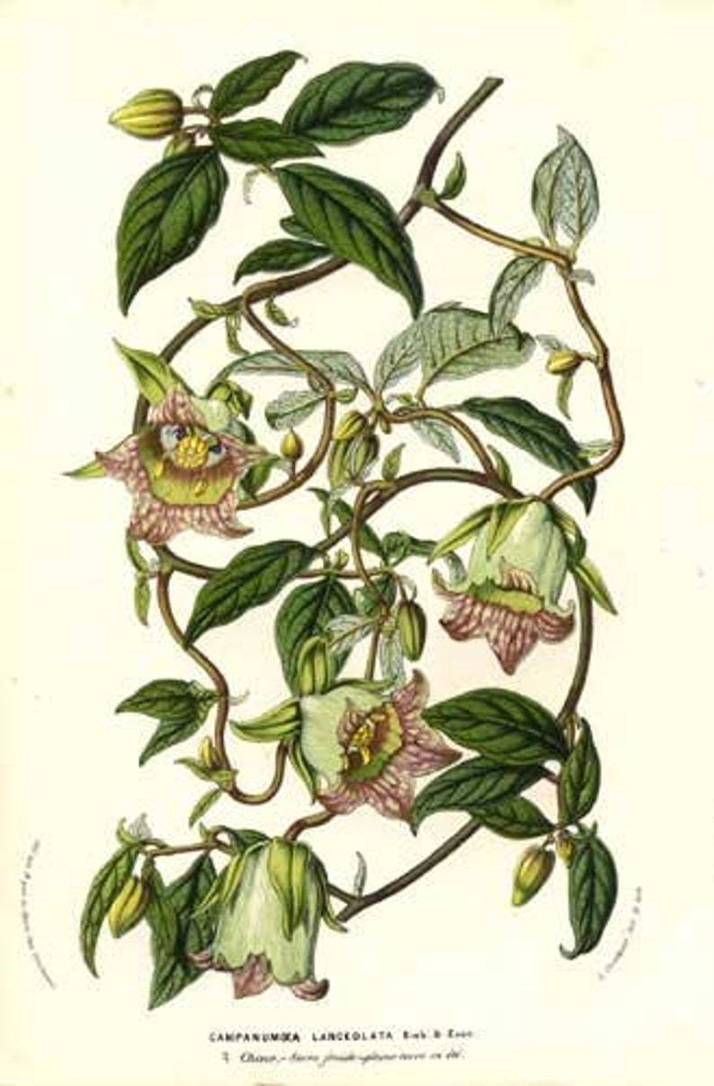 Dang Shen Root Poor Mans Ginseng Codonopsis Pilosula 50 - Etsy UK