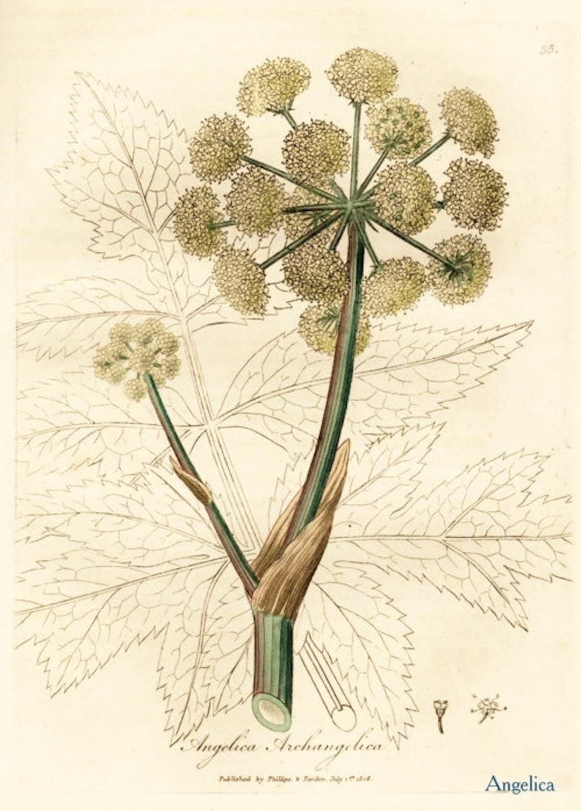 Angelica Root Tea (cut and Dried) - Angelica Archangelica - 100 Grams ...